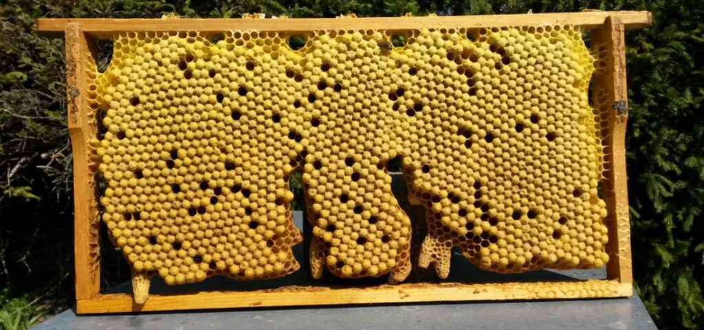 Sie interessieren sich für die Bienenhaltung und möchten mit dieser ...